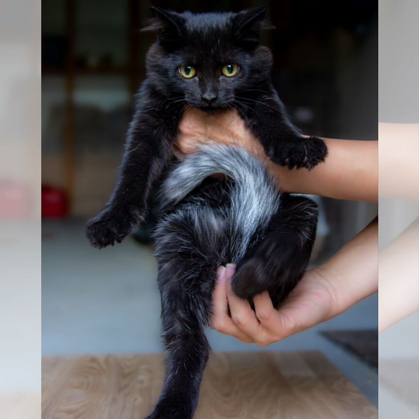 Ищет дом кошечка-подросток