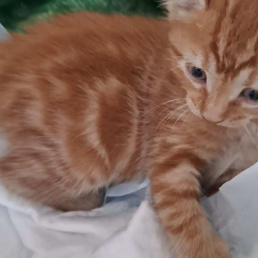 Котенок мальчик