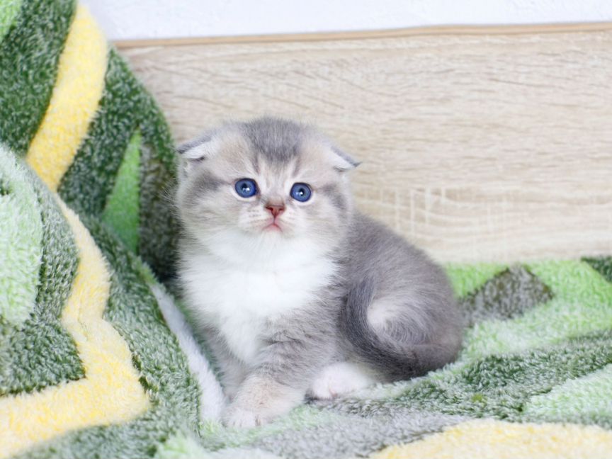 Шотландская леди