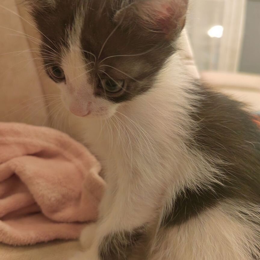 Котенок мальчик 1,5 месяца