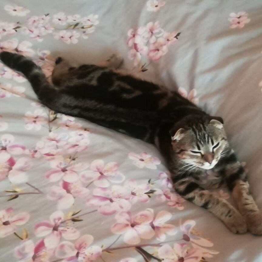 Случка кота