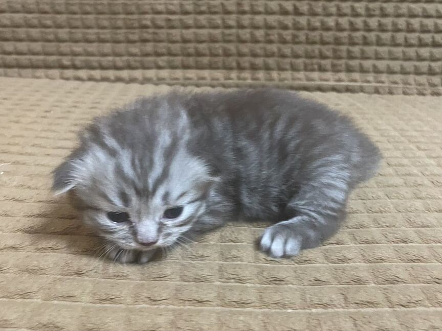 Котята шотландские вислоухие
