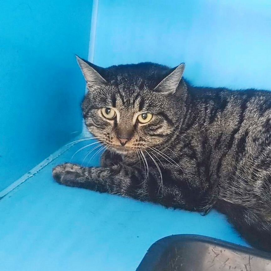 Котик шпротик