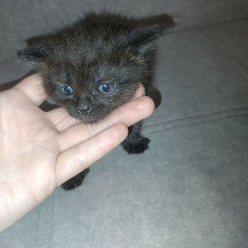 Отдам котят в добрые руки