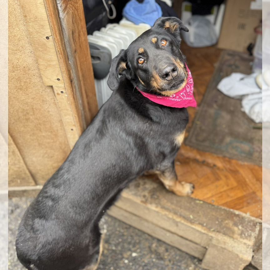 Взрослая собака в добрые руки