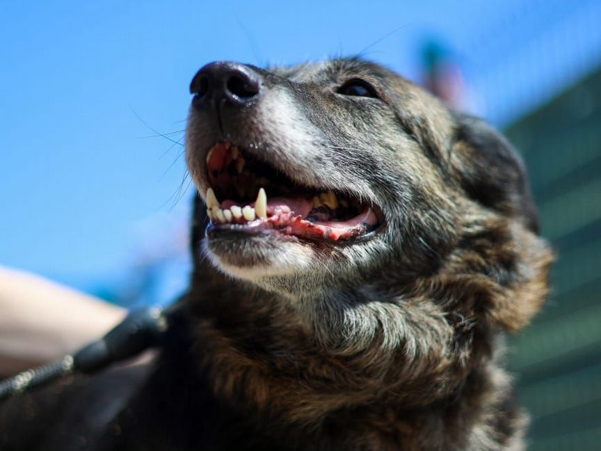 Красавица Балин.Собака-подарок.Приют Некрасовка