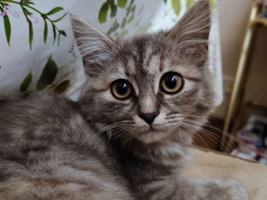 Кошка
