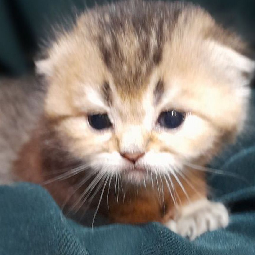 Шотландский вислоухий короткошёрстный котёнок