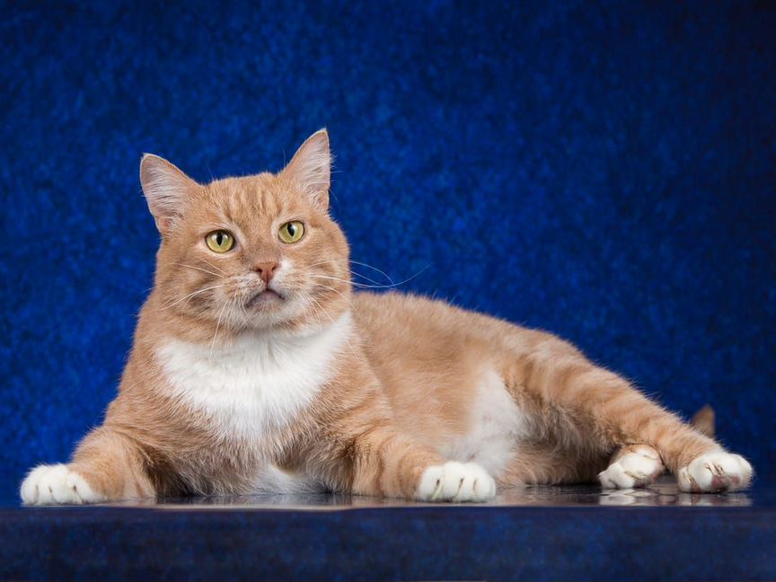 Кошка в дар