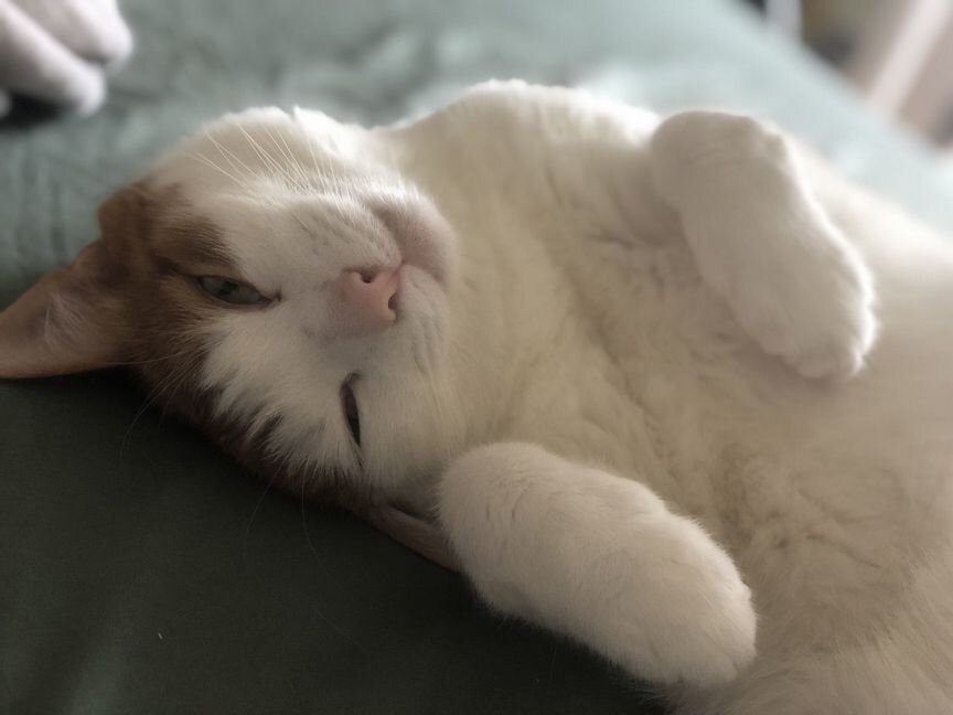 Отдадим кота в добрые руки