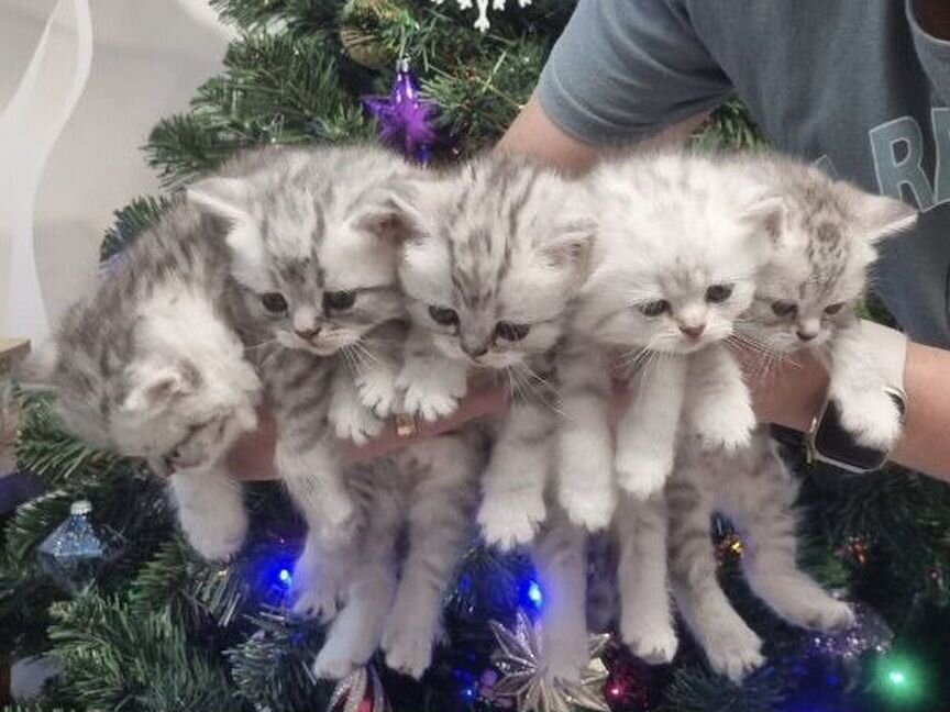 Британские плюшевые котята