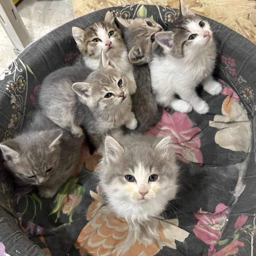 Котёнок в добрые руки