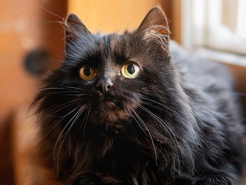 Плюшевая кошка с лунными глазами