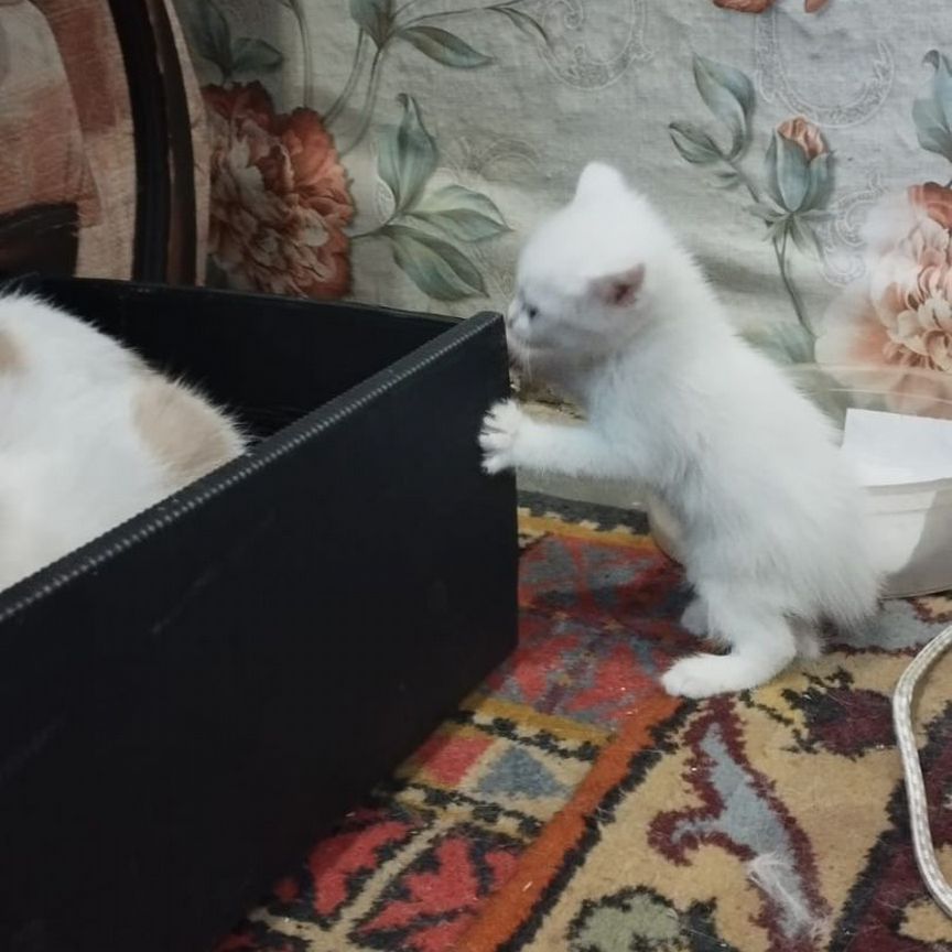 Котенок девочка