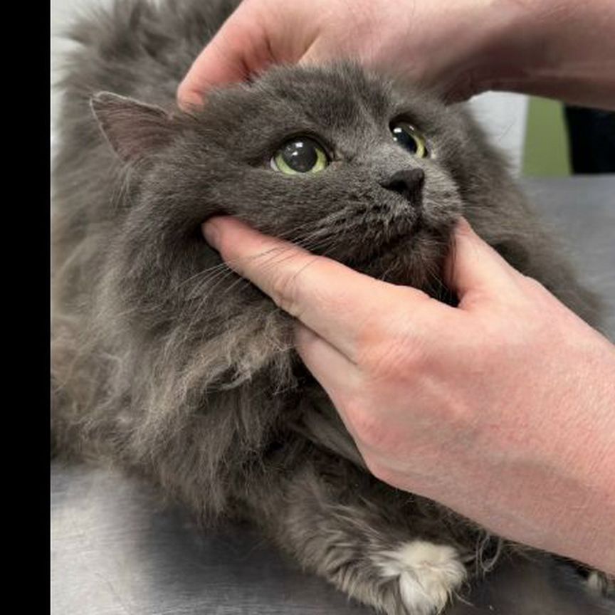 Взрослый кот в добрые руки