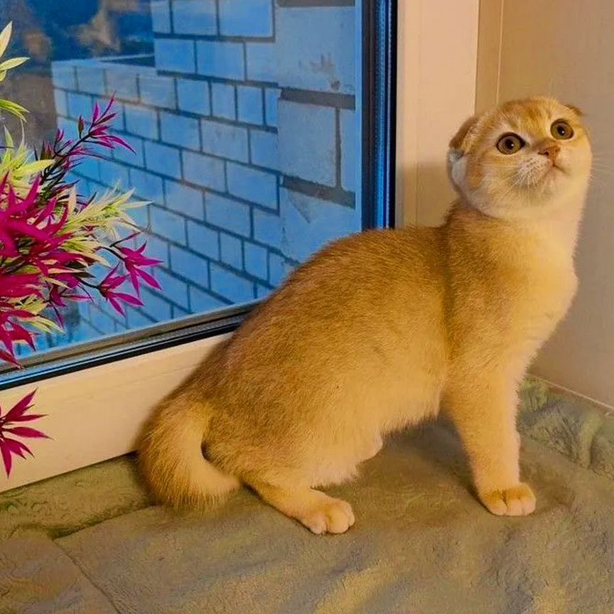 Золотой шотландский котик