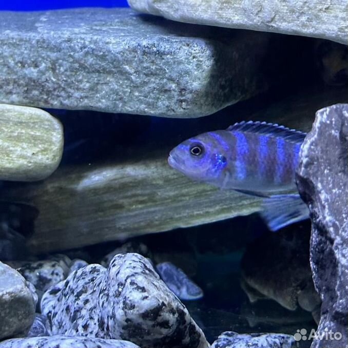 Малавийские цихлиды рыбки, сом птерегоплихт