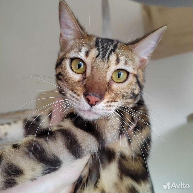 Бенгалочка