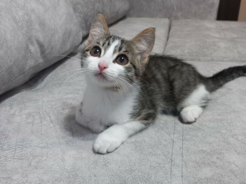 Котик