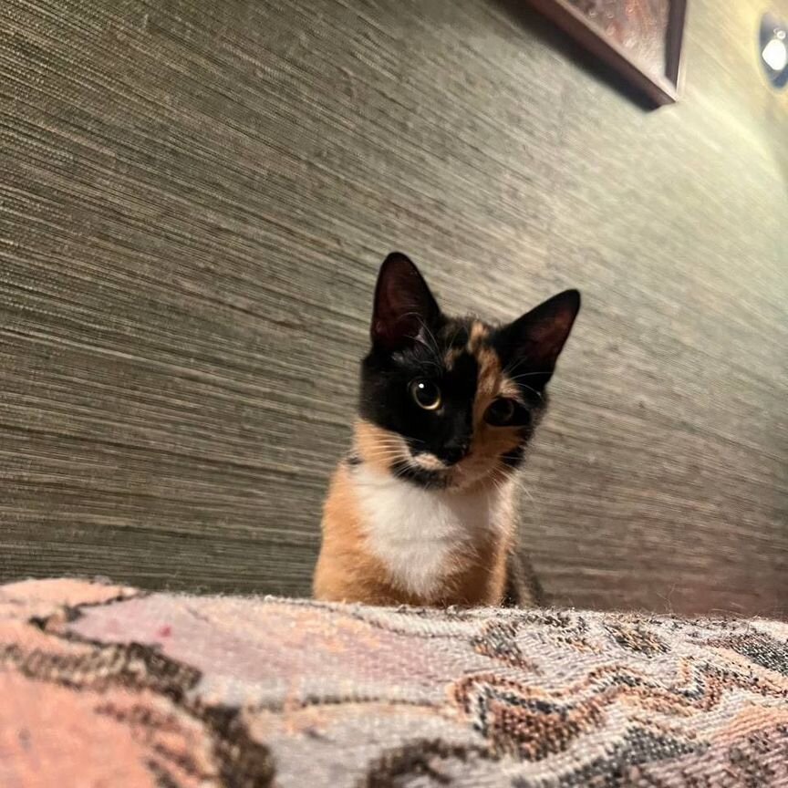 Отдам котенка в добрые руки