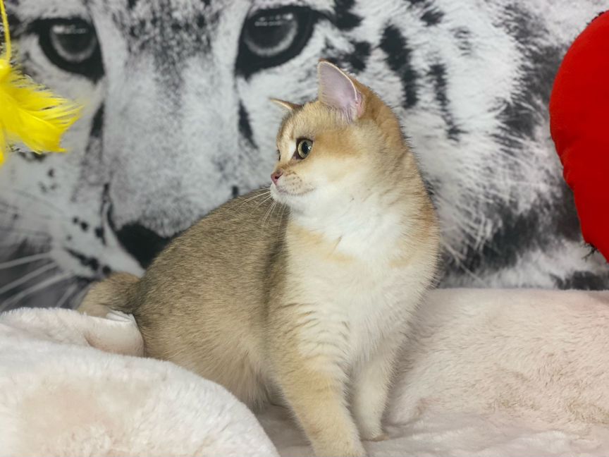 Шейла - британская девочка