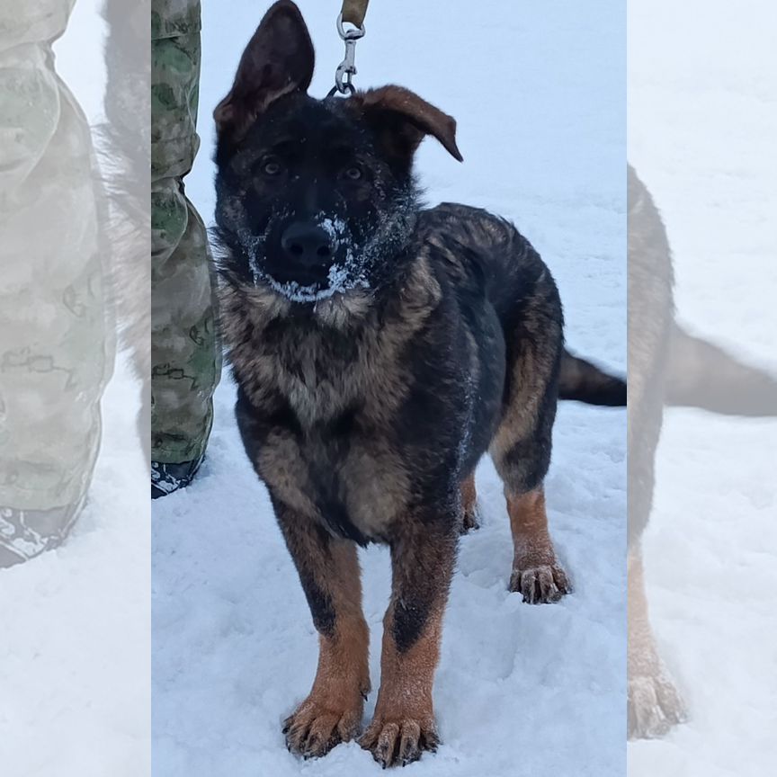 Немецкая овчарка, щенок