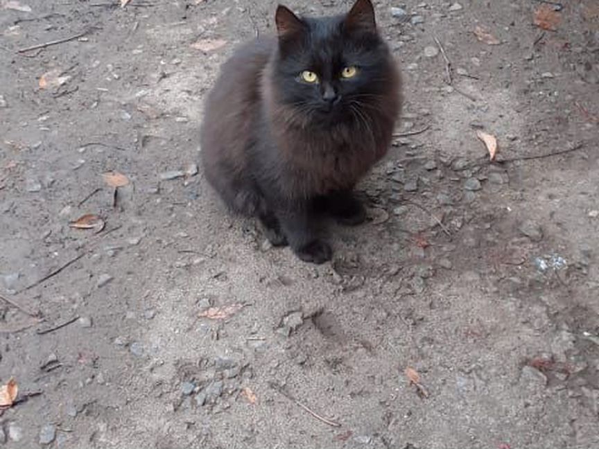 Котенок в добрые руки