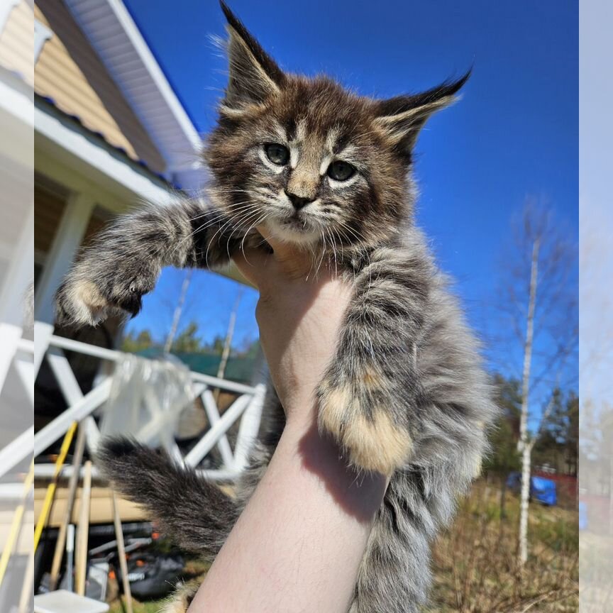 Мейн-кун котёнок