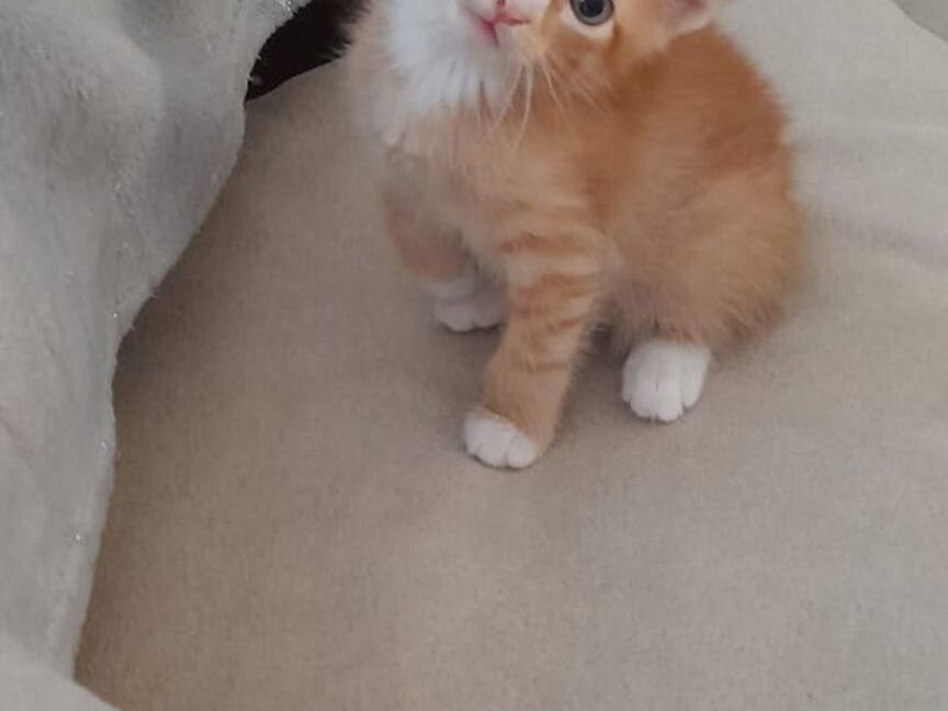 Котята бесплатно