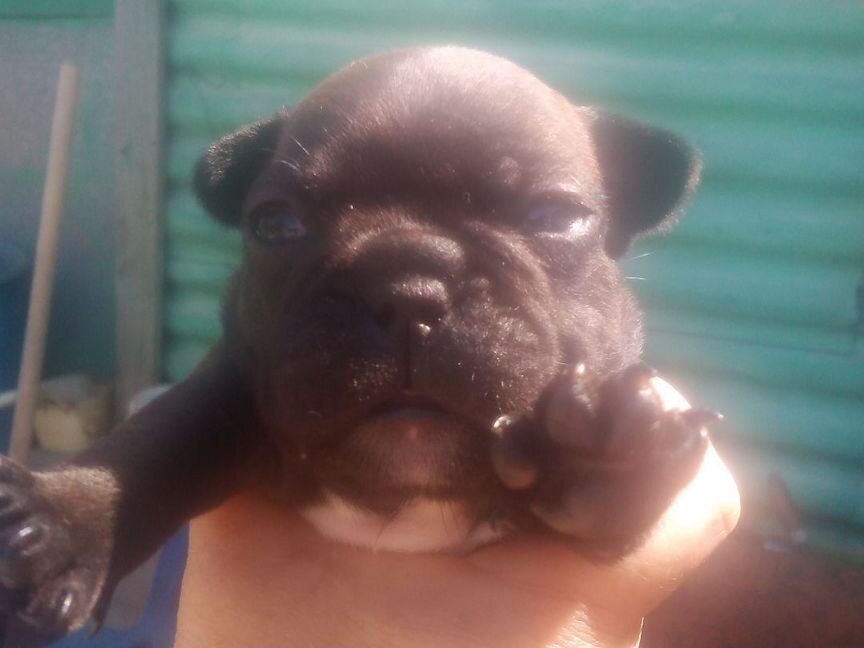 Французские шоколадки