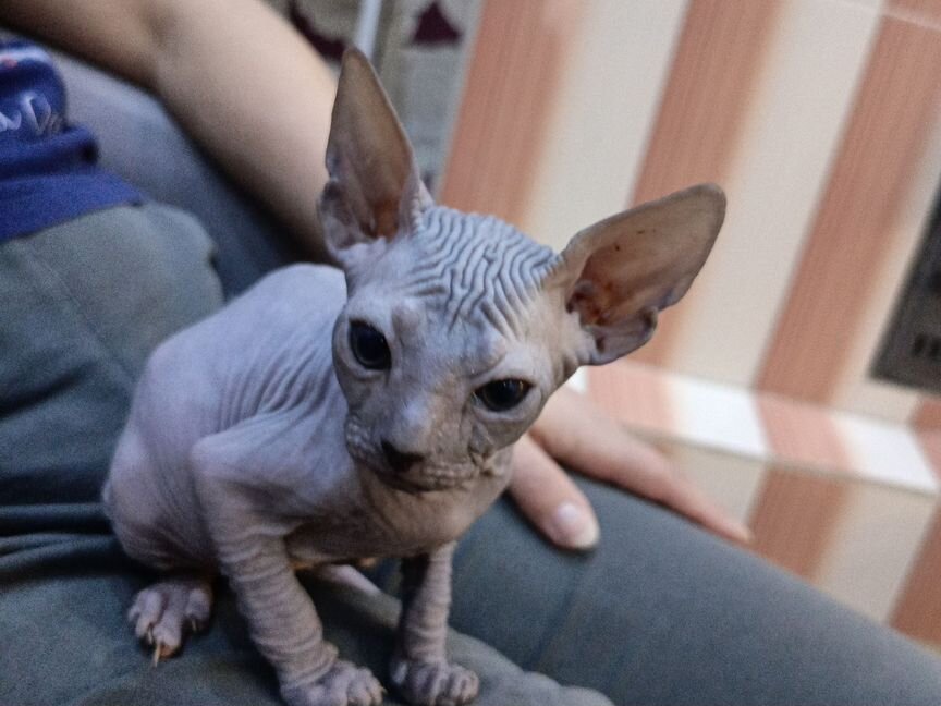 Продам котёнка донского сфинкса