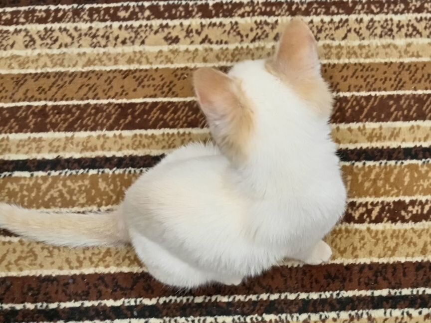 Домашние животные бесплатно котик