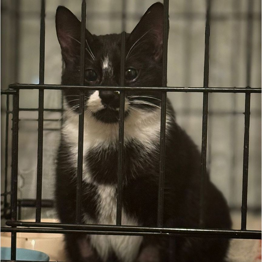 Котёнок с печальной судьбой