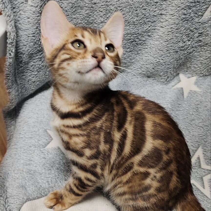 Бенгальская