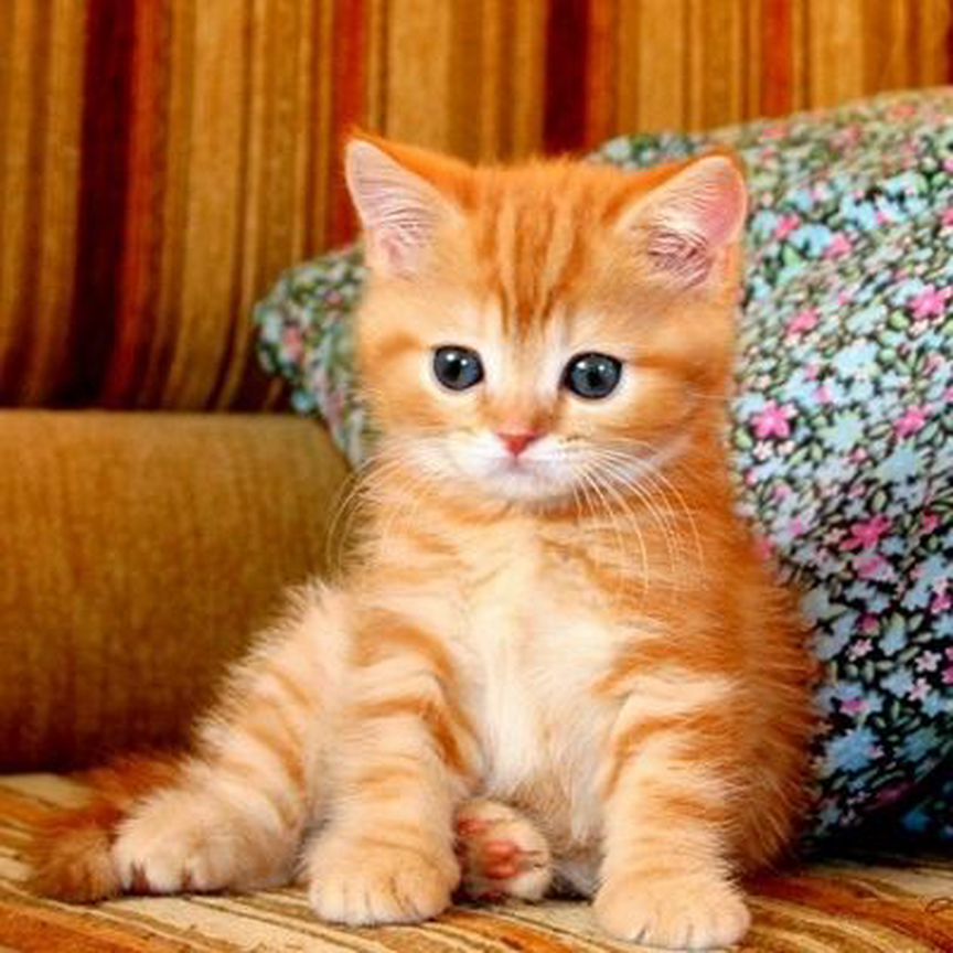 Британские котята