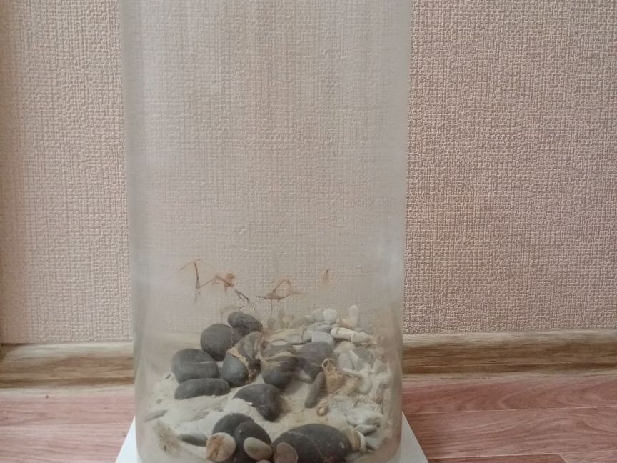 Аквариум (цилиндр)