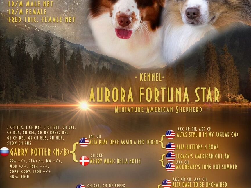 Мини аусси щенки