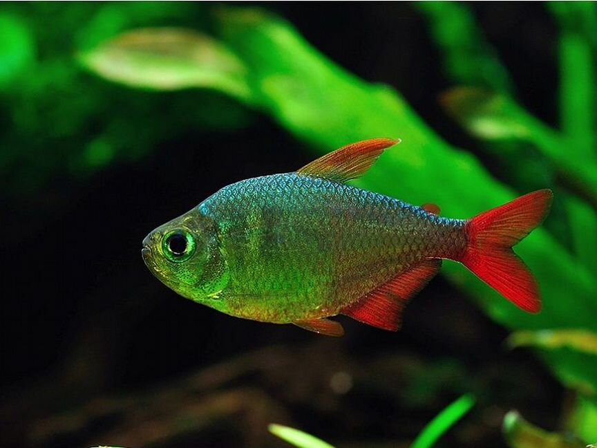Тетра Сапфировая
