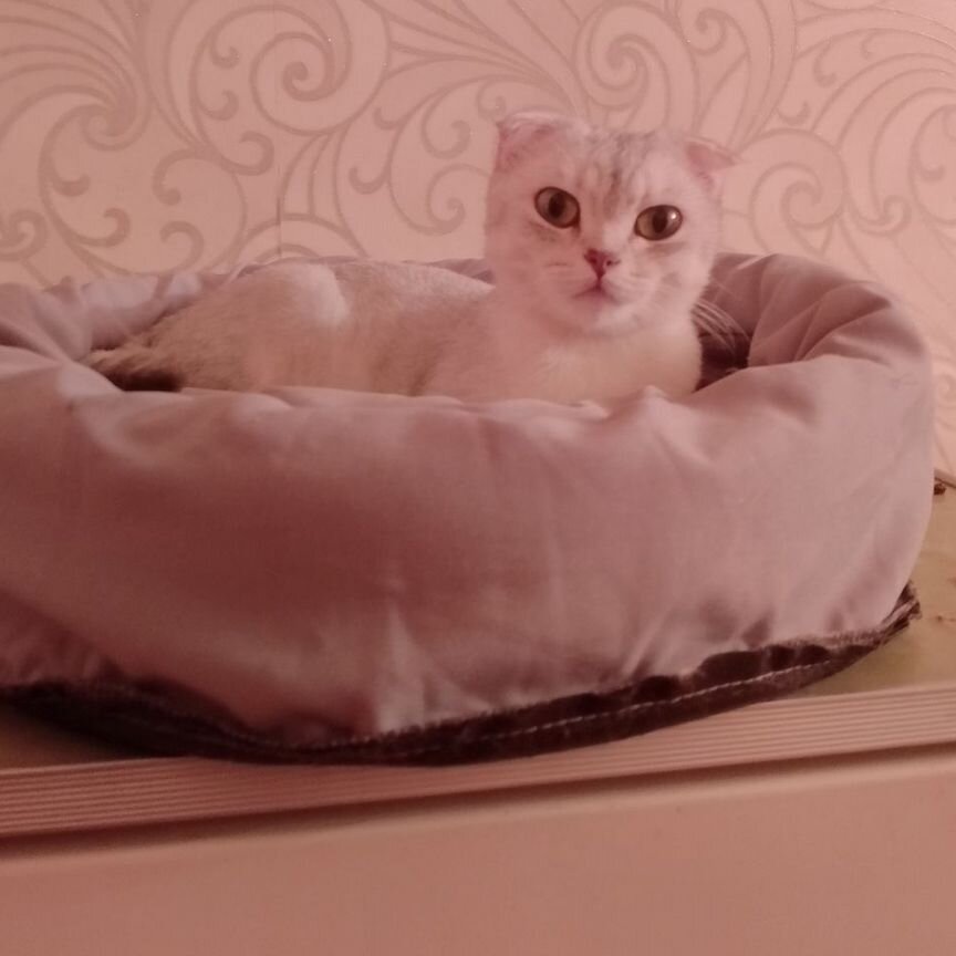 Кошки в добрые руки бесплатно