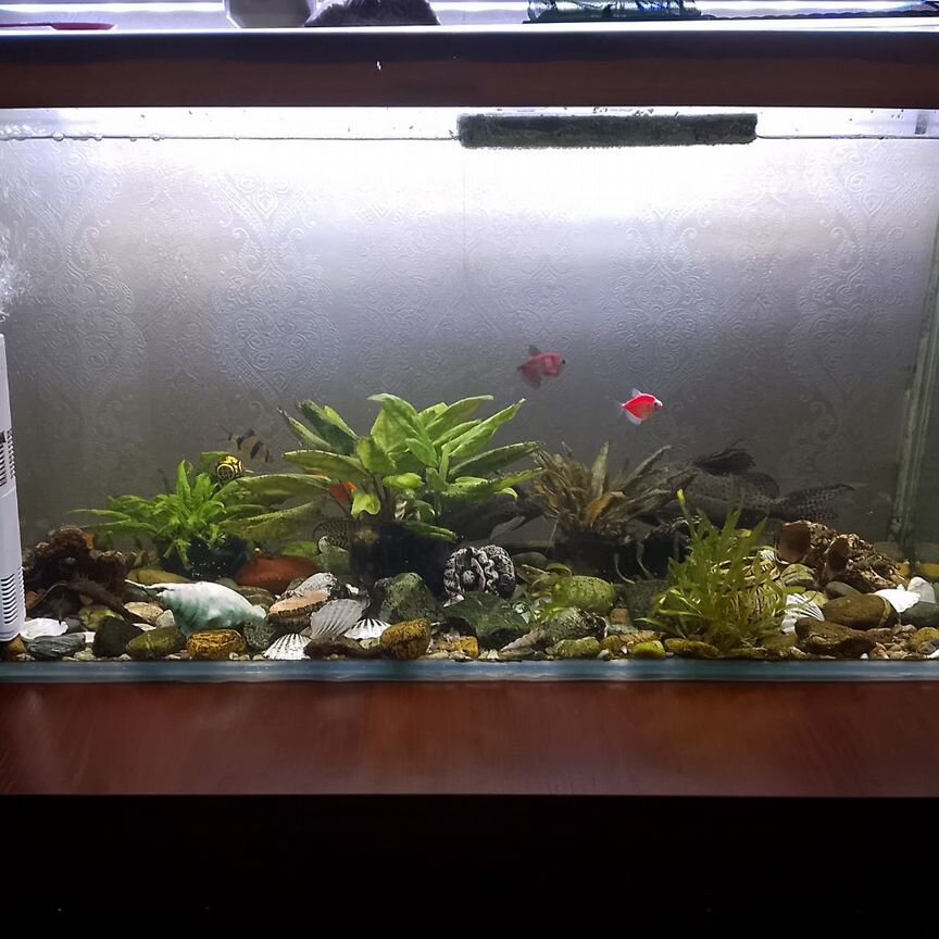 Аквариум 100 литров с рыбами