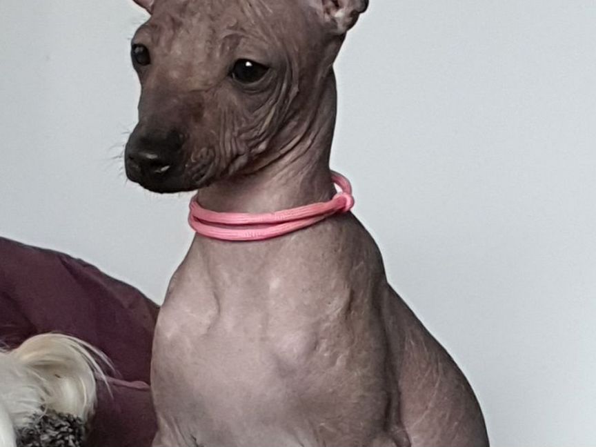 Девочка и мальчик ксолоитцкуинтли