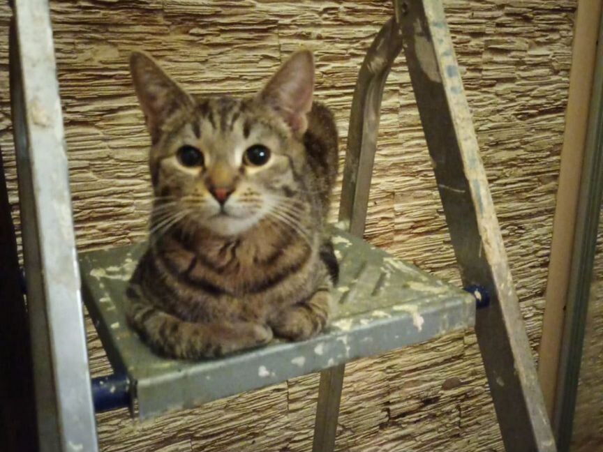 Рысик ищет своего человека