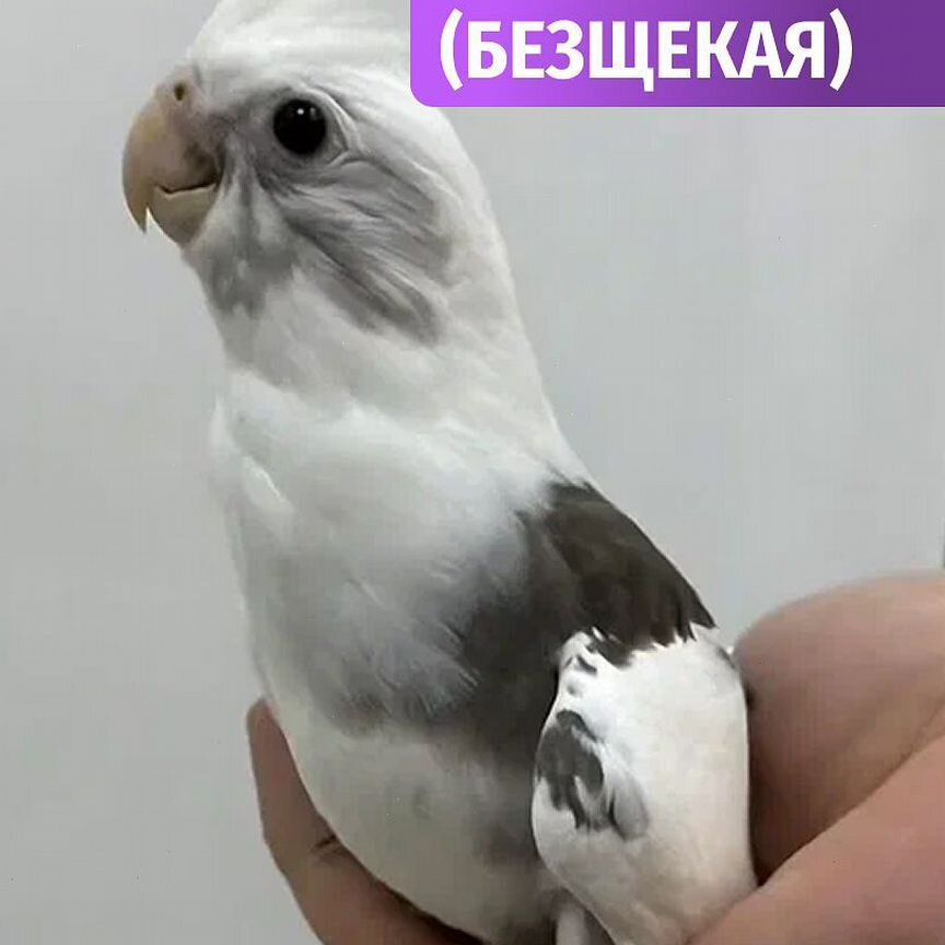 Попугай Корелла безщекая