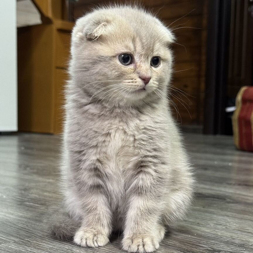 Шотландский вислоухий длинношёрстный котёнок