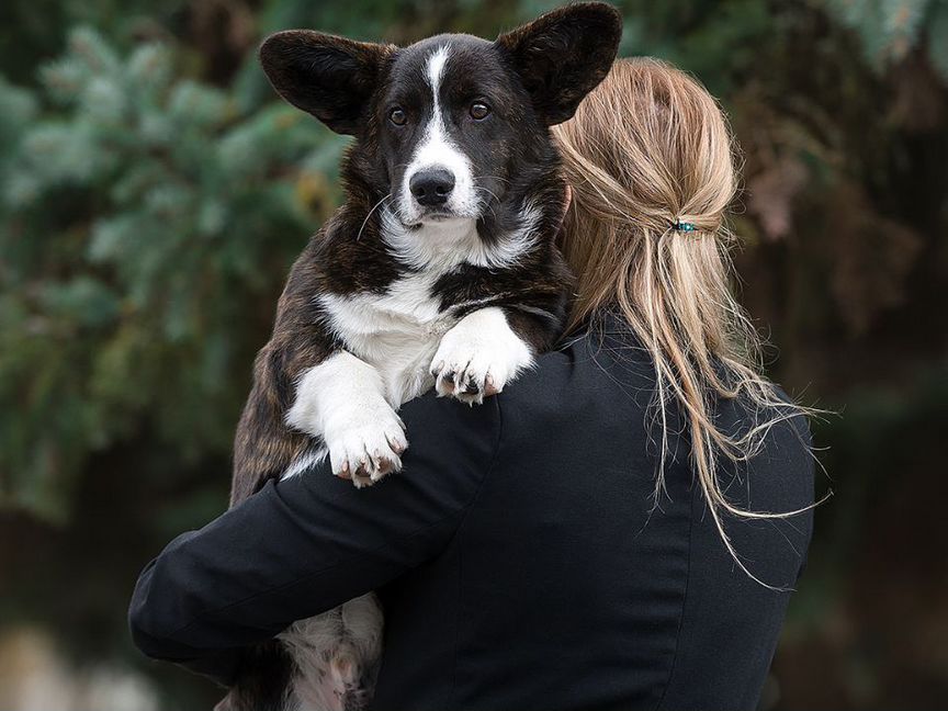Вельш Корги Кардиган - мальчишка