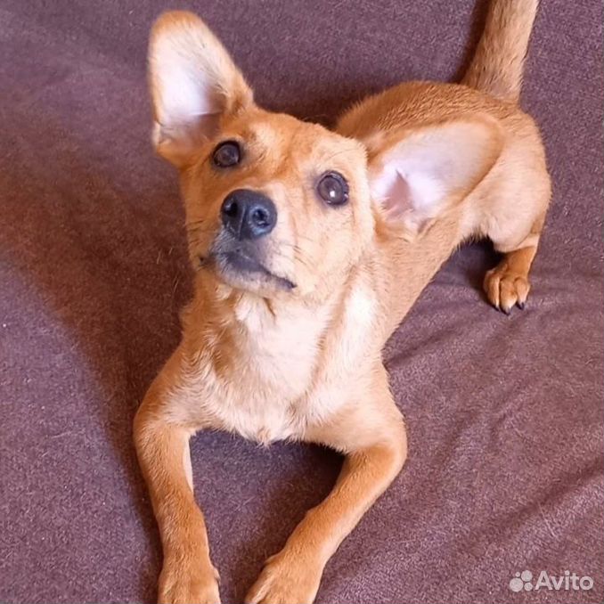 Злата ищет дом