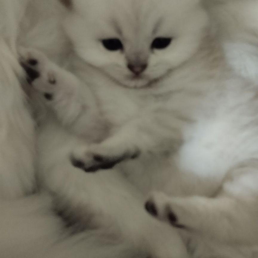 Британские котята