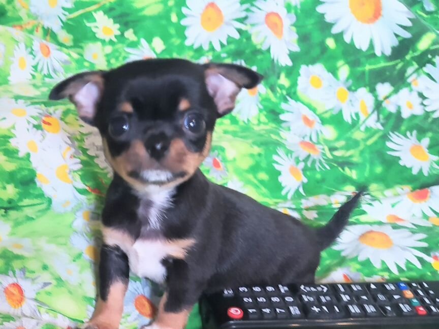 Мини-мини баклажанчик