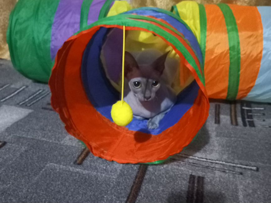 Продам кошку Сфинкс