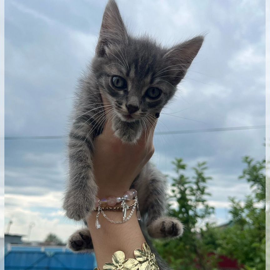 Котёнок в добрые руки